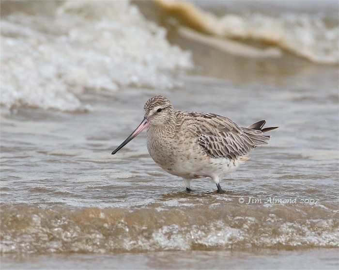 Species Gallery - Bar-tailed Godwit