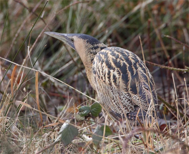 Species Gallery - Bittern