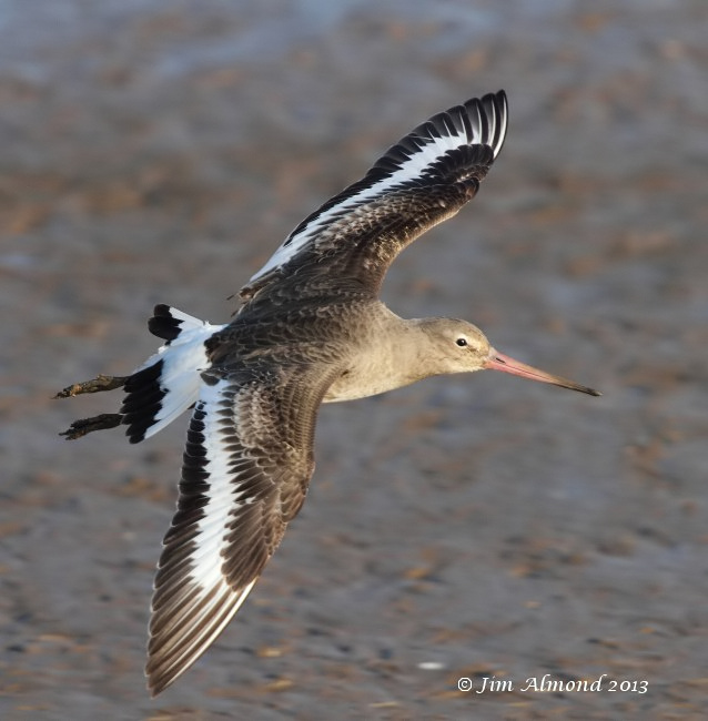 Species Gallery - Black-tailed Godwit