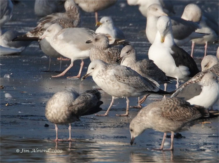 Species Gallery - Caspian Gull