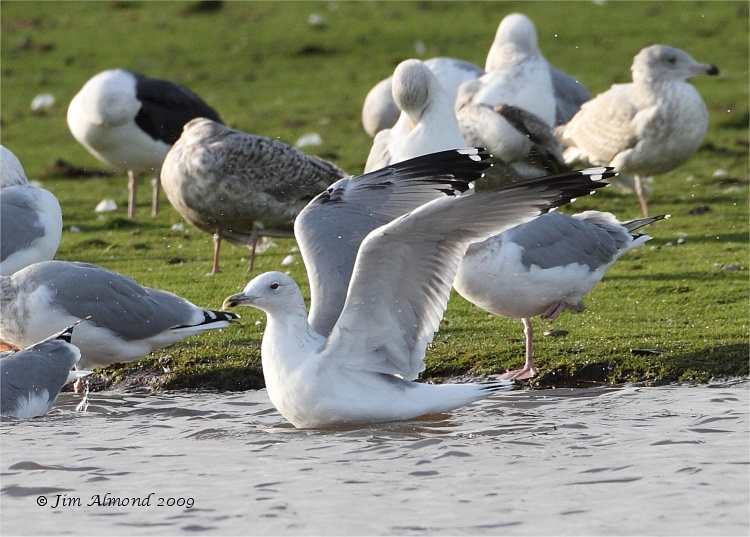 Species Gallery - Caspian Gull