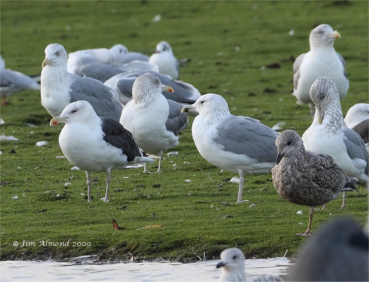 Species Gallery - Caspian Gull