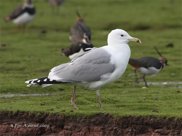 Species Gallery - Caspian Gull