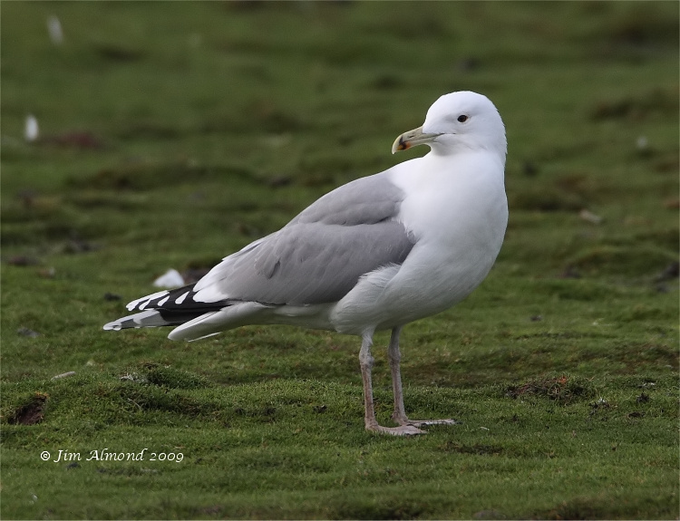 Species Gallery - Caspian Gull