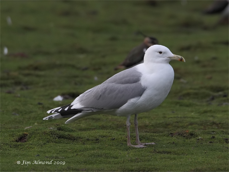 Species Gallery - Caspian Gull
