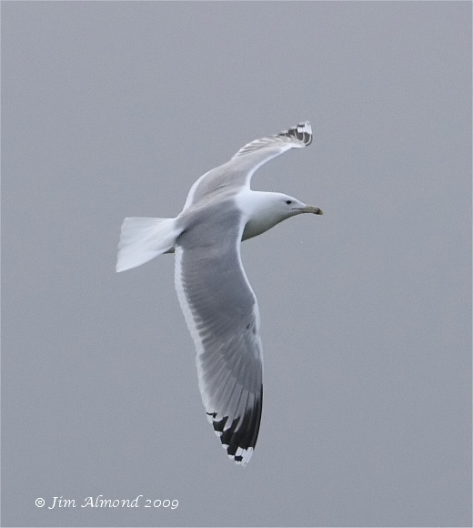 Species Gallery - Caspian Gull