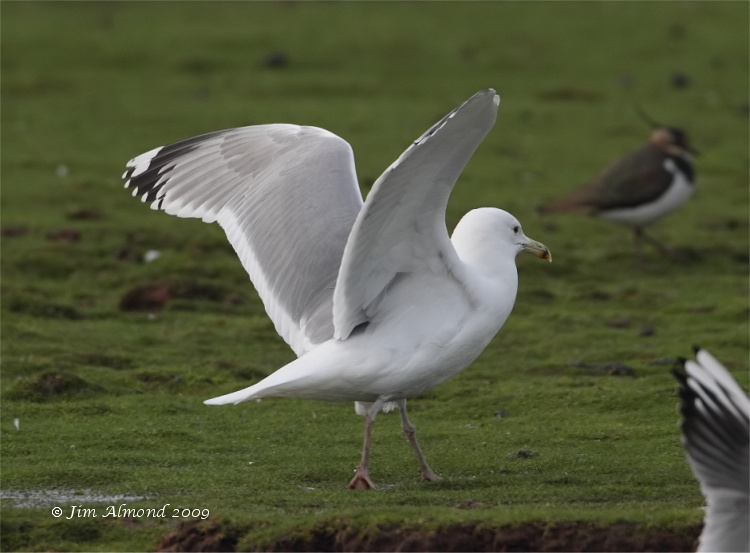 Species Gallery - Caspian Gull