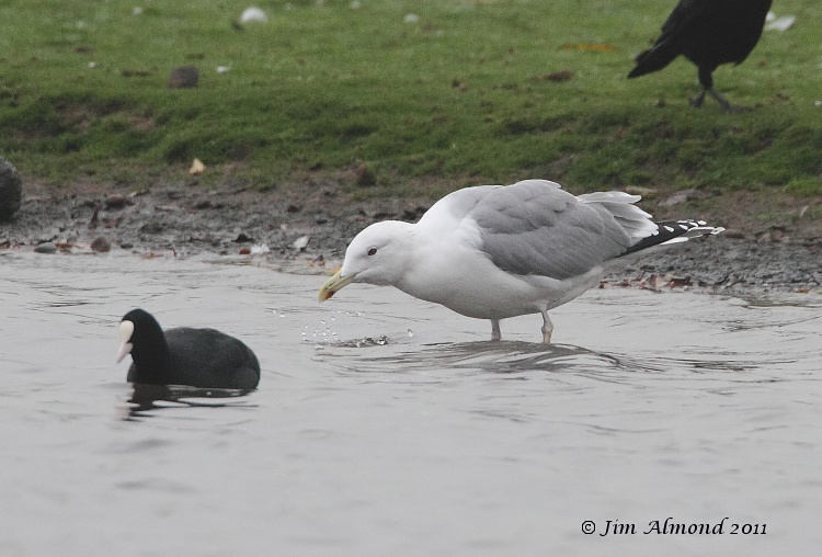 Species Gallery - Caspian Gull