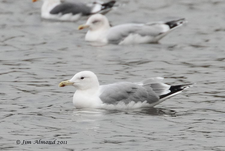 Species Gallery - Caspian Gull