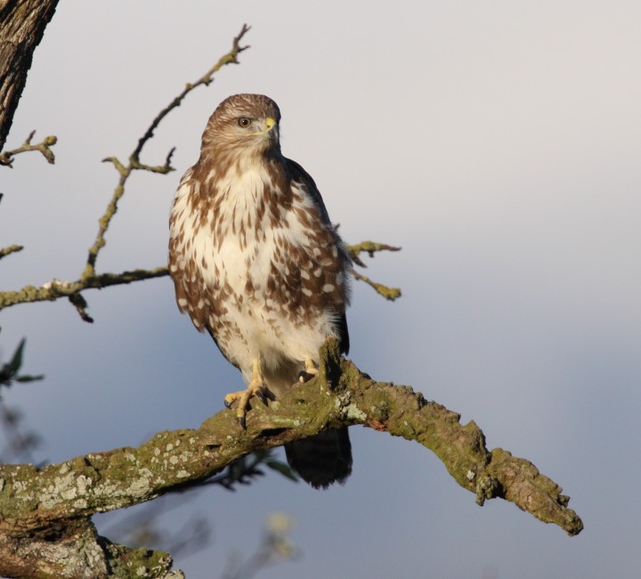 Species Gallery - Common Buzzard