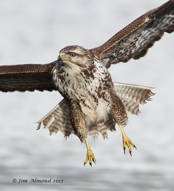 Species Gallery - Common Buzzard