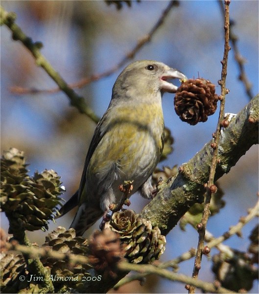 Species Gallery - Common Crossbill
