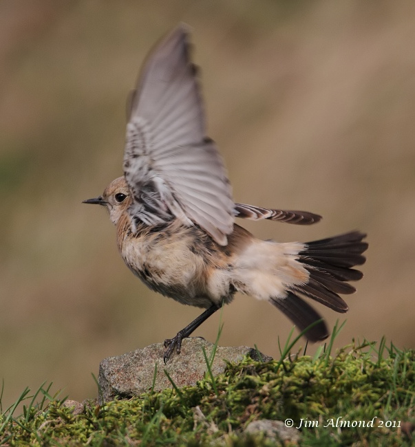 Species Gallery - Desert Wheatear