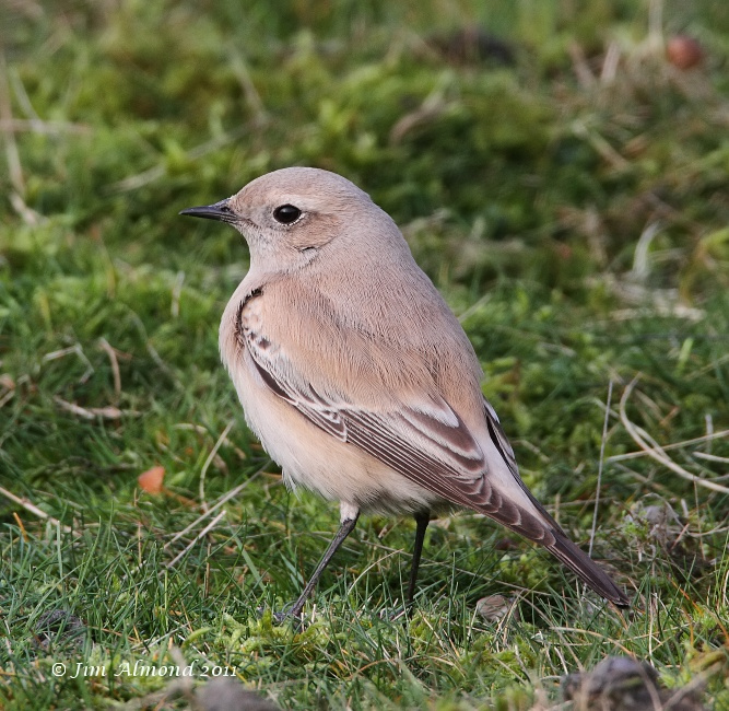 Species Gallery - Desert Wheatear
