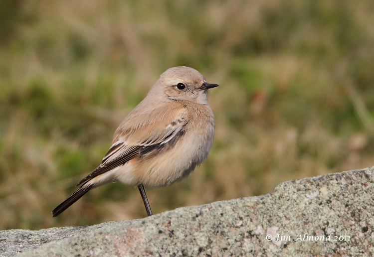 Species Gallery - Desert Wheatear