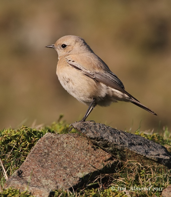 Species Gallery - Desert Wheatear