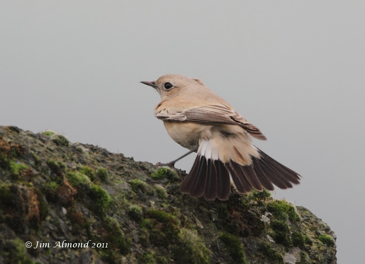 Species Gallery - Desert Wheatear