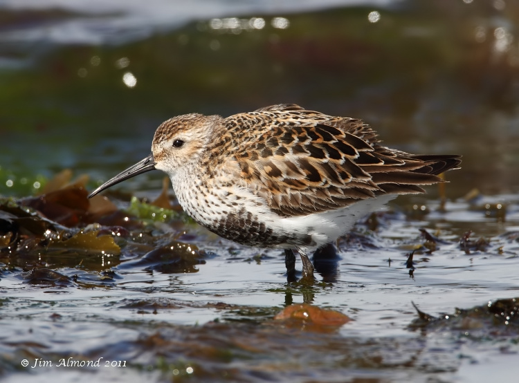 Species Gallery - Dunlin