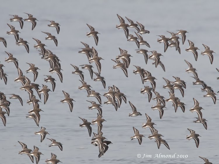 Species Gallery - Dunlin