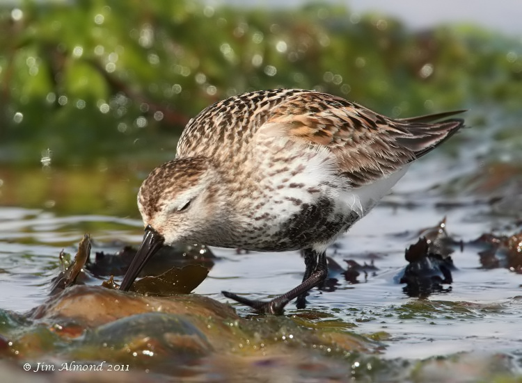 Species Gallery - Dunlin