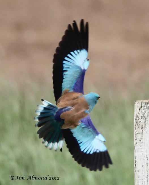 Species Gallery - European Roller