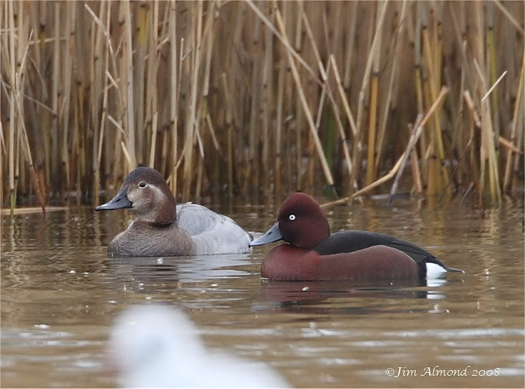 Species Gallery - Ferruginous Duck