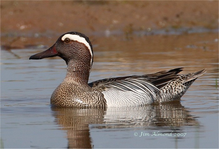 Species Gallery - Garganey