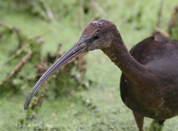 Species Gallery - Glossy Ibis