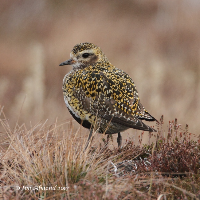Species Gallery - Golden Plover