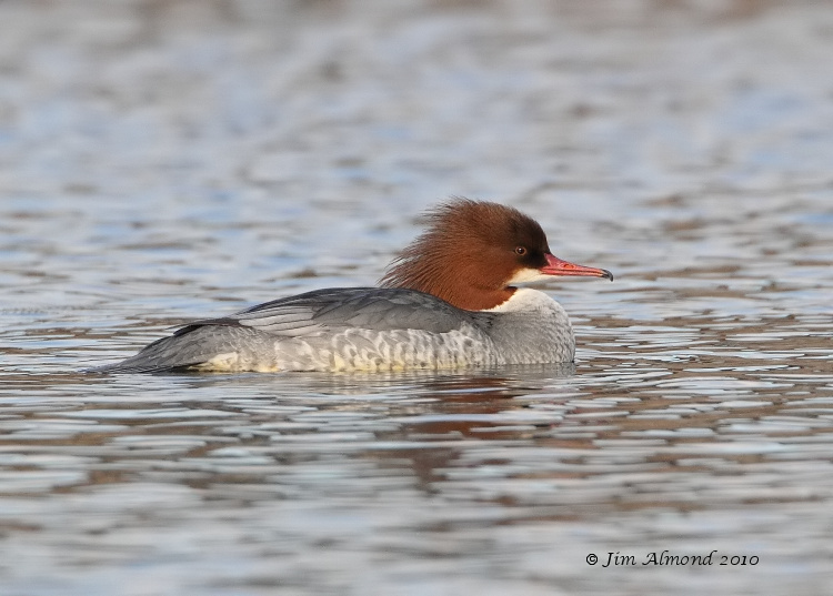Goosander Gallery