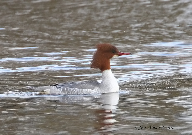 Goosander Gallery