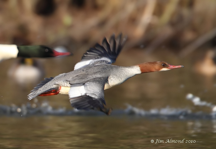 Goosander Gallery