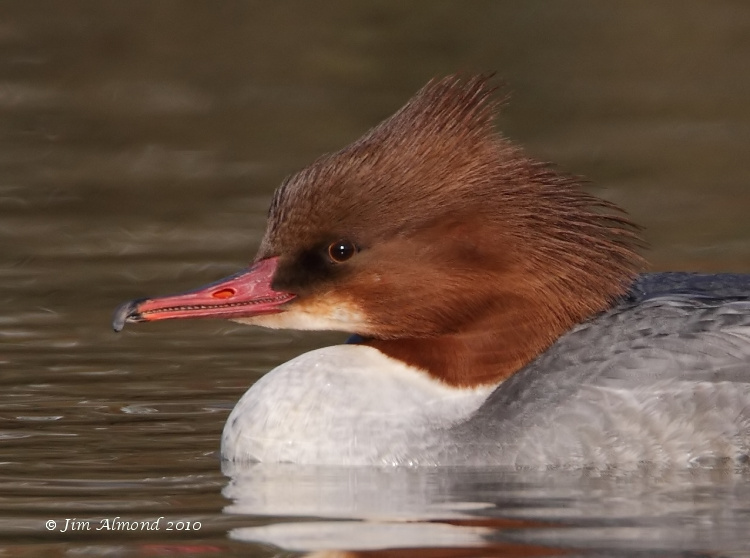 Goosander Gallery