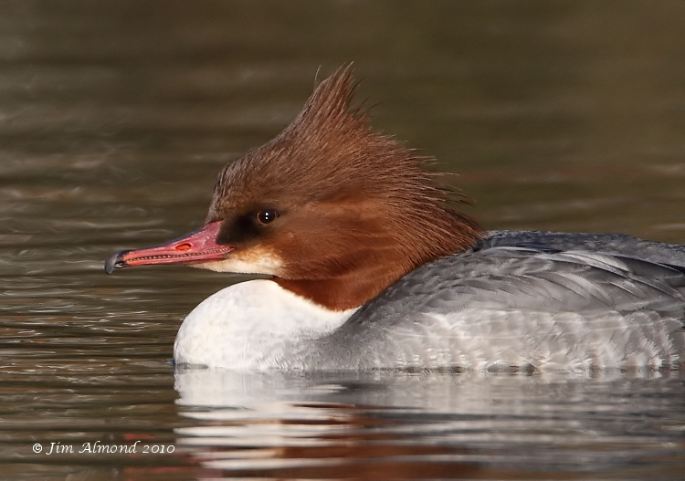 Goosander Gallery