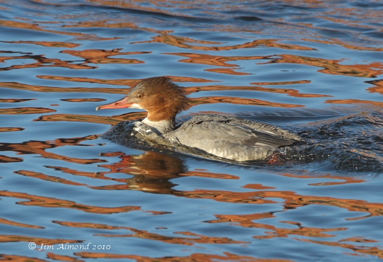 Goosander Gallery