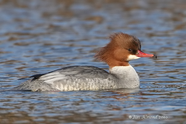 Goosander Gallery