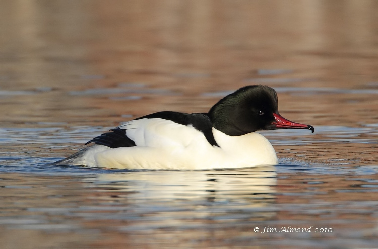 Goosander Gallery