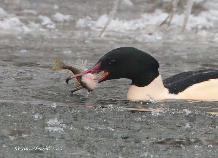Goosander Gallery