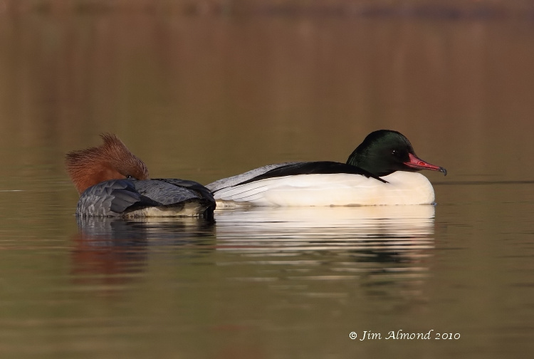 Goosander Gallery