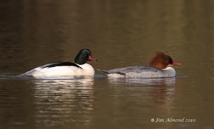 Goosander Gallery
