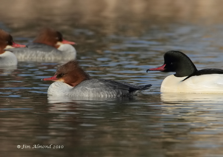 Goosander Gallery