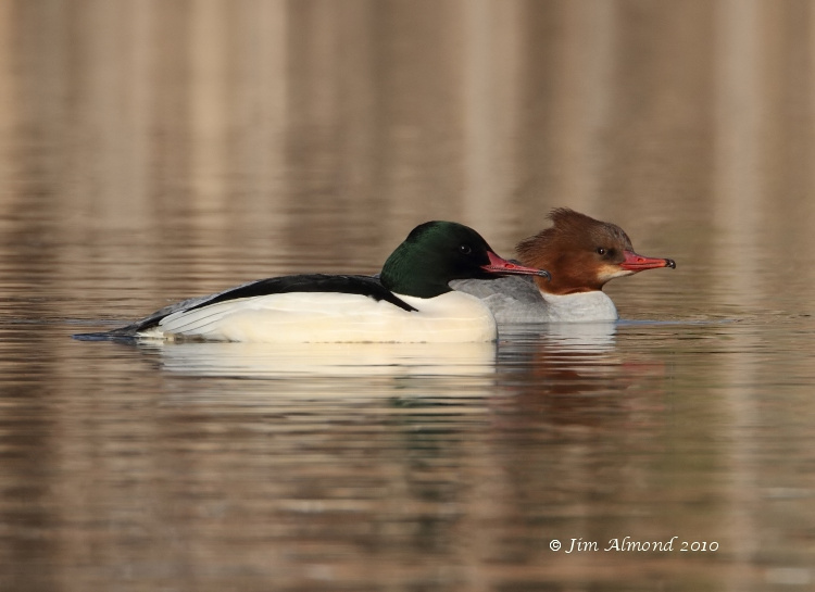 Goosander Gallery