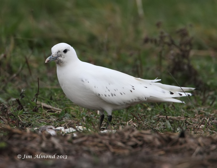 Species Gallery - Ivory Gull