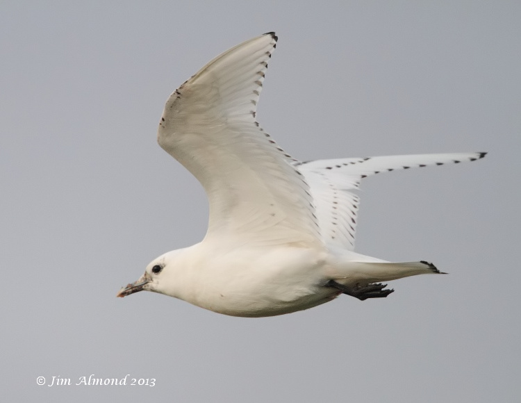 Species Gallery - Ivory Gull