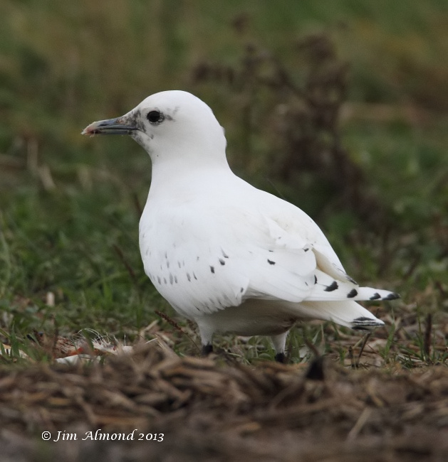Species Gallery - Ivory Gull