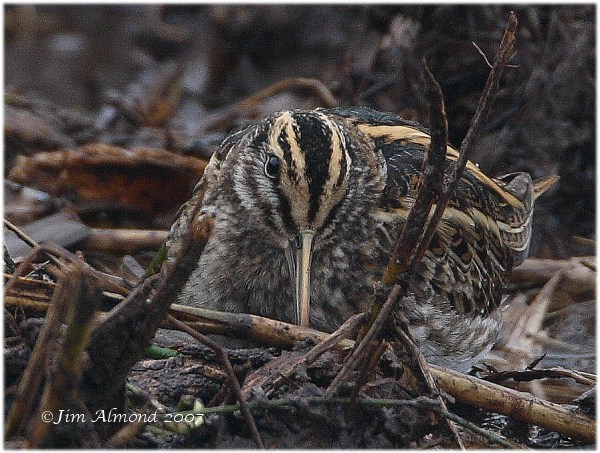 Species Gallery - Jack Snipe