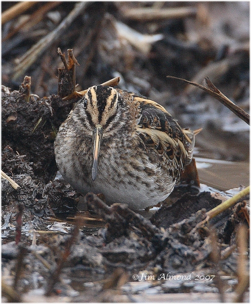 Species Gallery - Jack Snipe