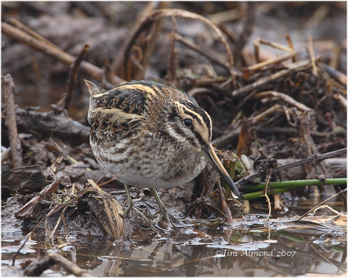 Species Gallery - Jack Snipe