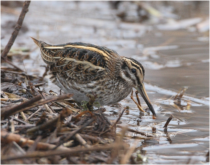 Species Gallery - Jack Snipe