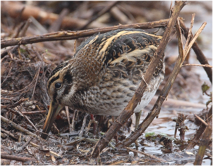Species Gallery - Jack Snipe